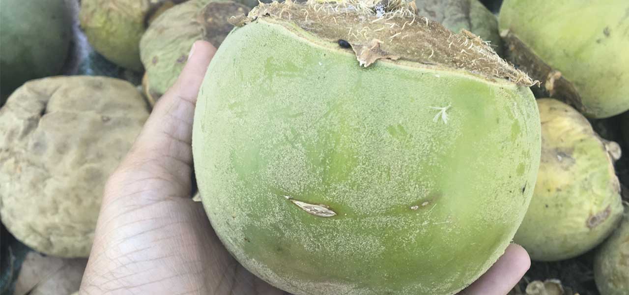 Você conhece a lobeira? - Bioporã